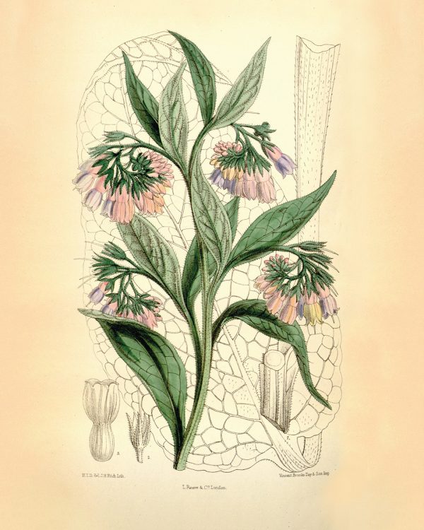 The Herb Grower's Grimoire: Preserving Ancient Herbal Wisdom