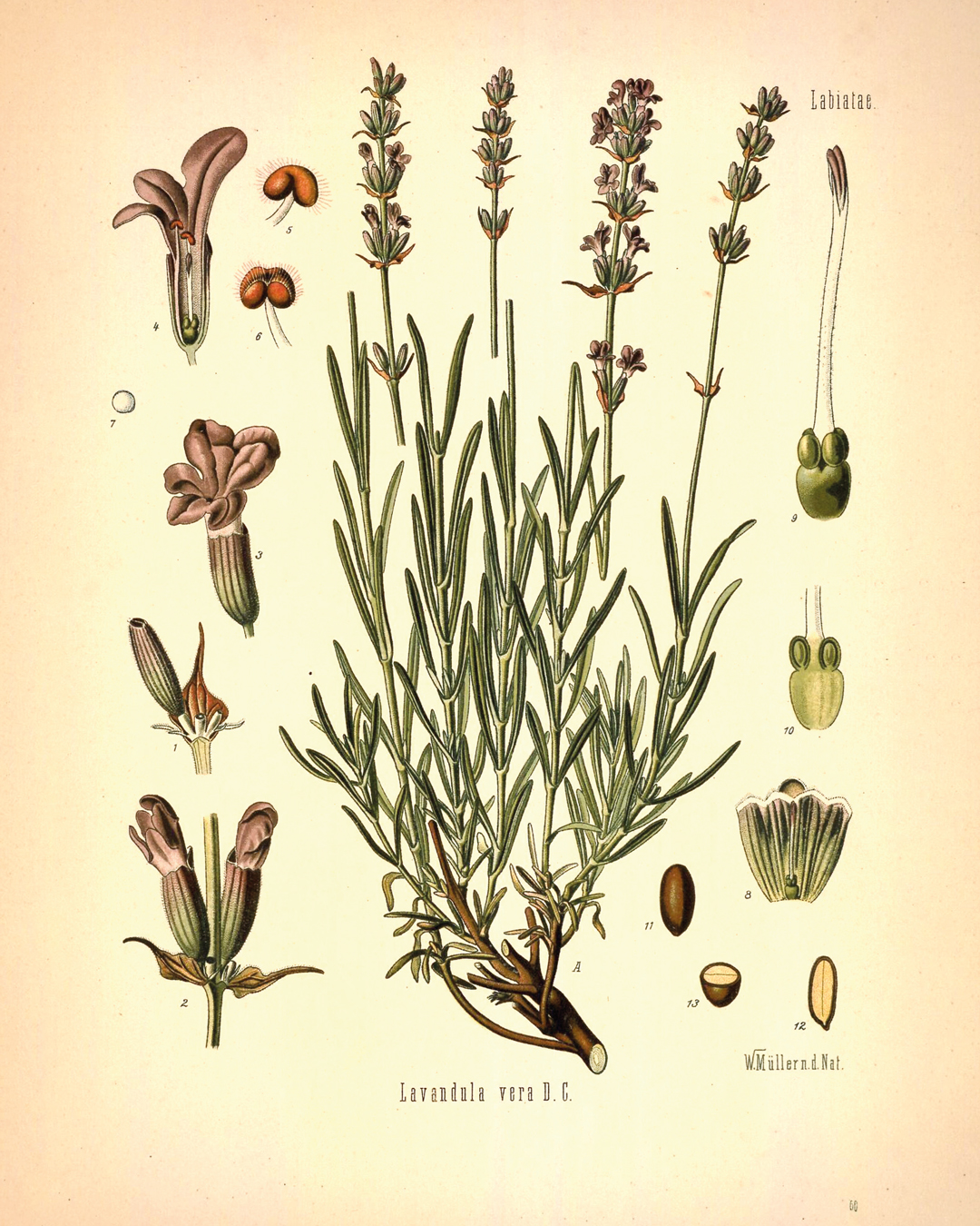 The Herb Grower's Grimoire: Preserving Ancient Herbal Wisdom