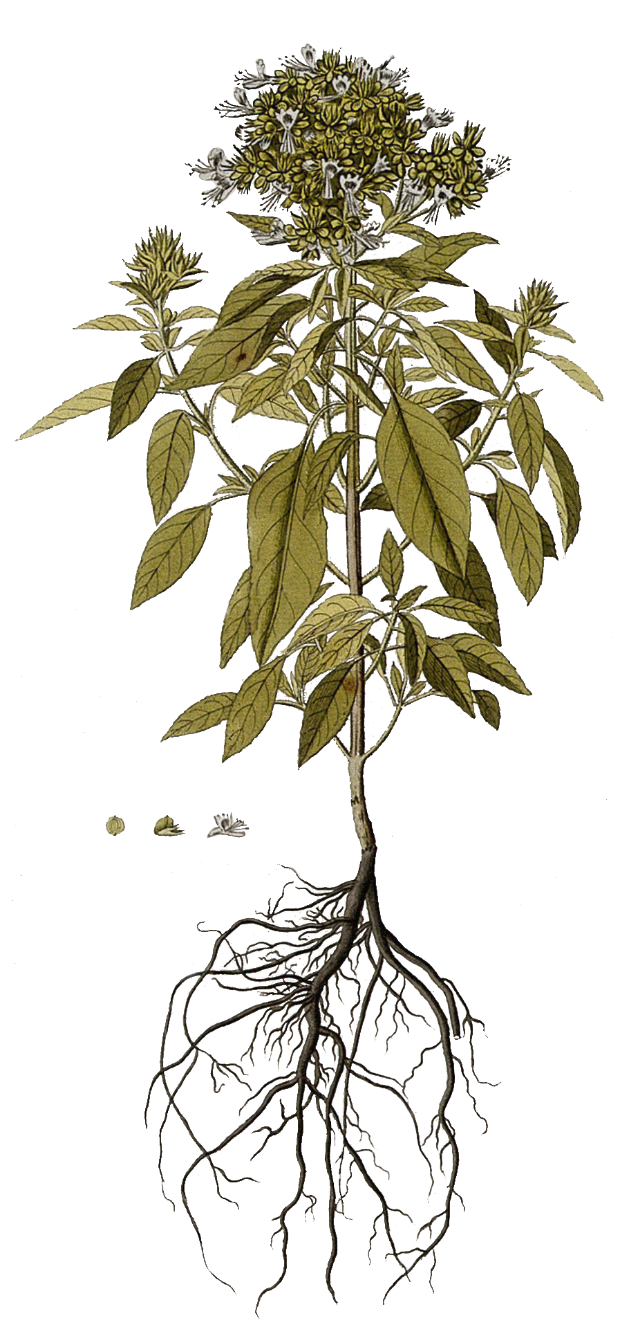 Herb Lore & Legend: Magical Garden Stories for Herb Growers
