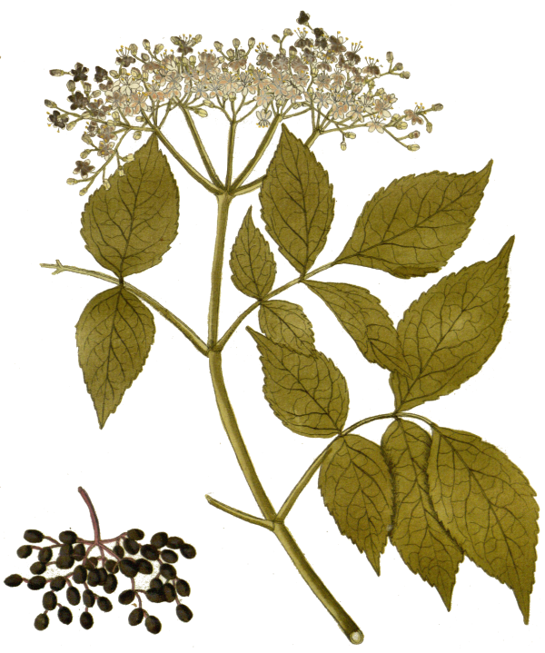 Herb Lore & Legend: Magical Garden Stories for Herb Growers