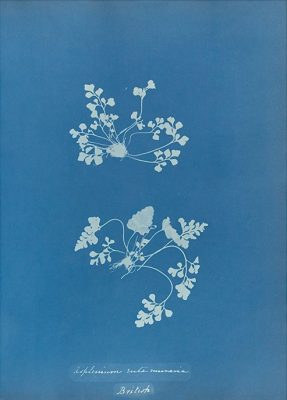 Anna Atkins' Cyanotypes – The Blueprint for Photography