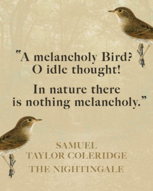 Birds in Poetry - A History of Our Feathered Friends | Read & Co. Books