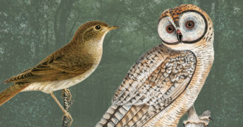 Birds in Poetry - A History of Our Feathered Friends | Read & Co. Books