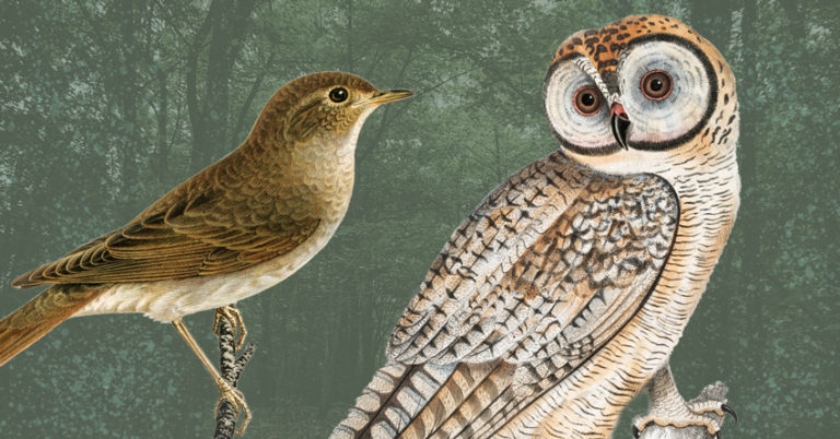 Birds in Poetry - A History of Our Feathered Friends | Read & Co. Books