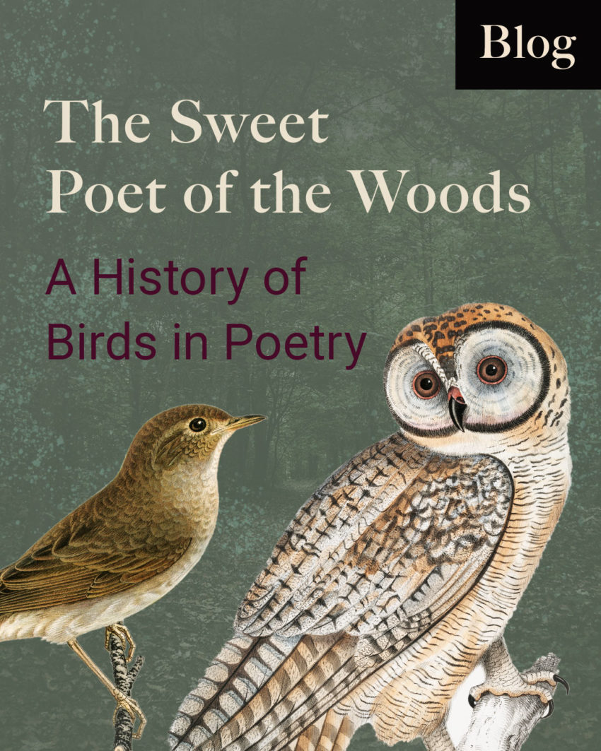 Birds in Poetry - A History of Our Feathered Friends | Read & Co. Books