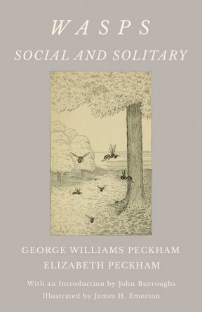 Wasps - Social and Solitary by George Williams Peckham